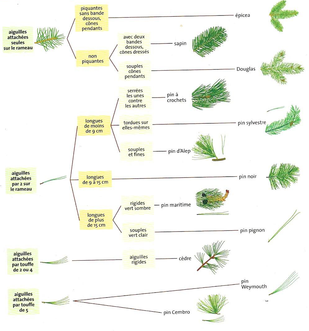 Les arbres de France et leurs utilisations - Troupe 1ère Arras Saint ...