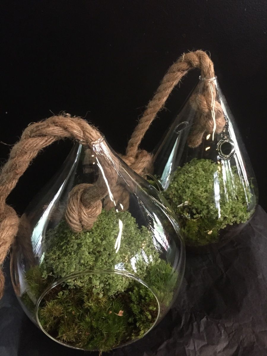 Mini plantes dans mini contenants - Basille fleurs, artisan fleuriste à ...