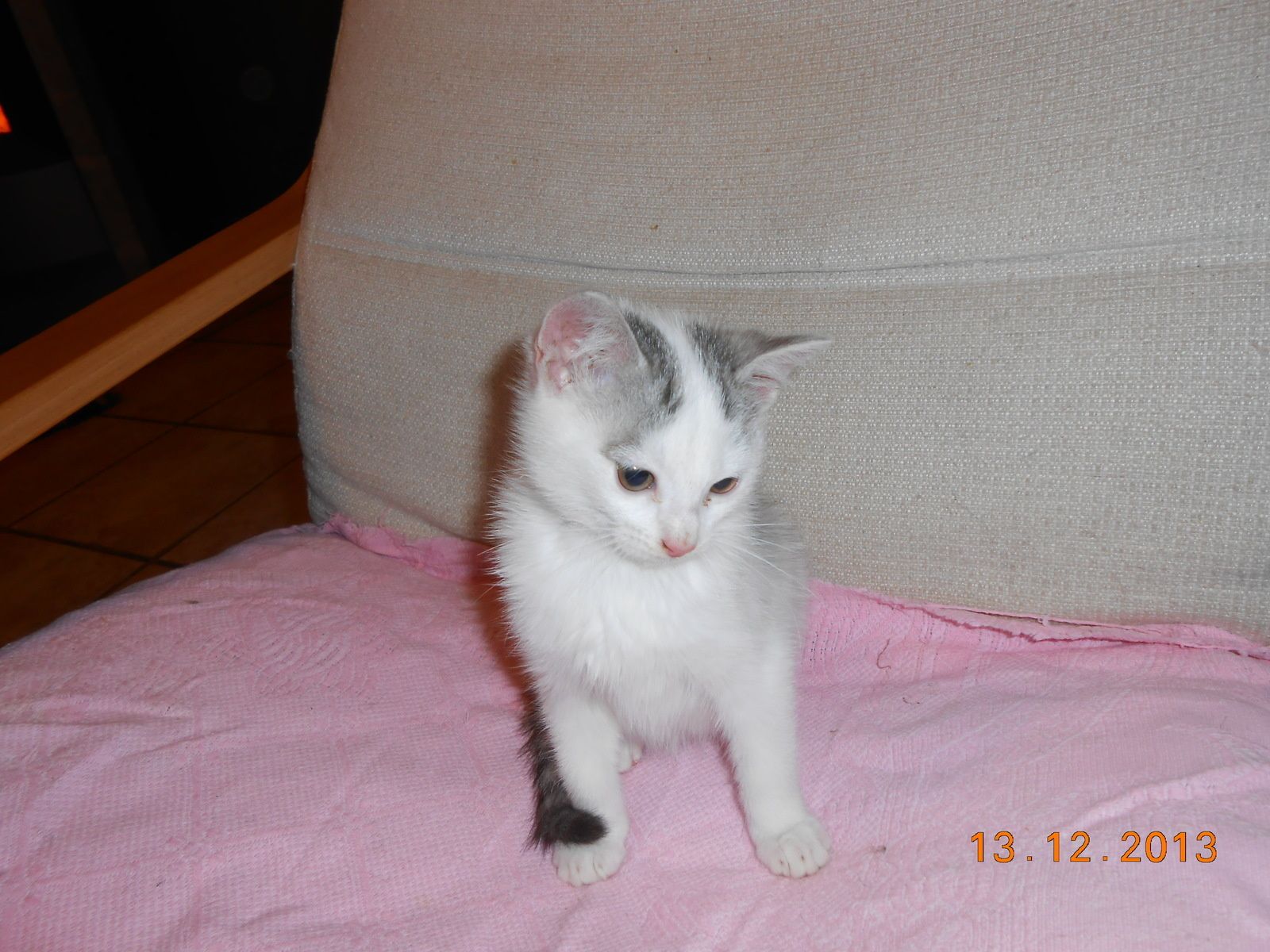 2 adorables bébés chats (ADOPTES) - Le blog de ecole du chat libre du ...