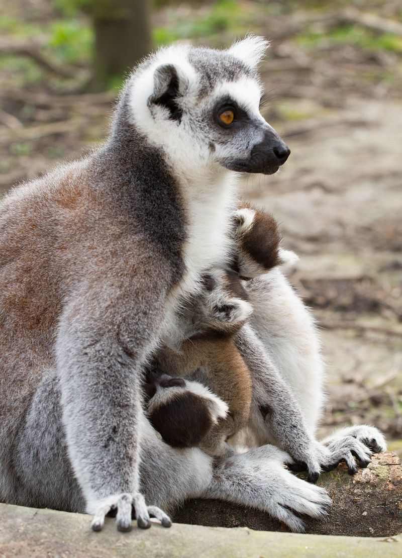 Les lémuridés ou grands lémurs - coco Magnanville