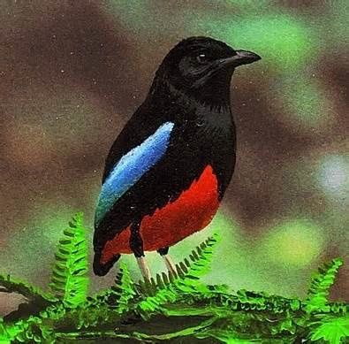 Oiseaux menacés de l'archipel Bismarck - coco Magnanville