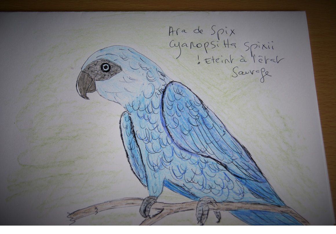 Les aras de Spix arrivent au Brésil pour entamer le processus de ...