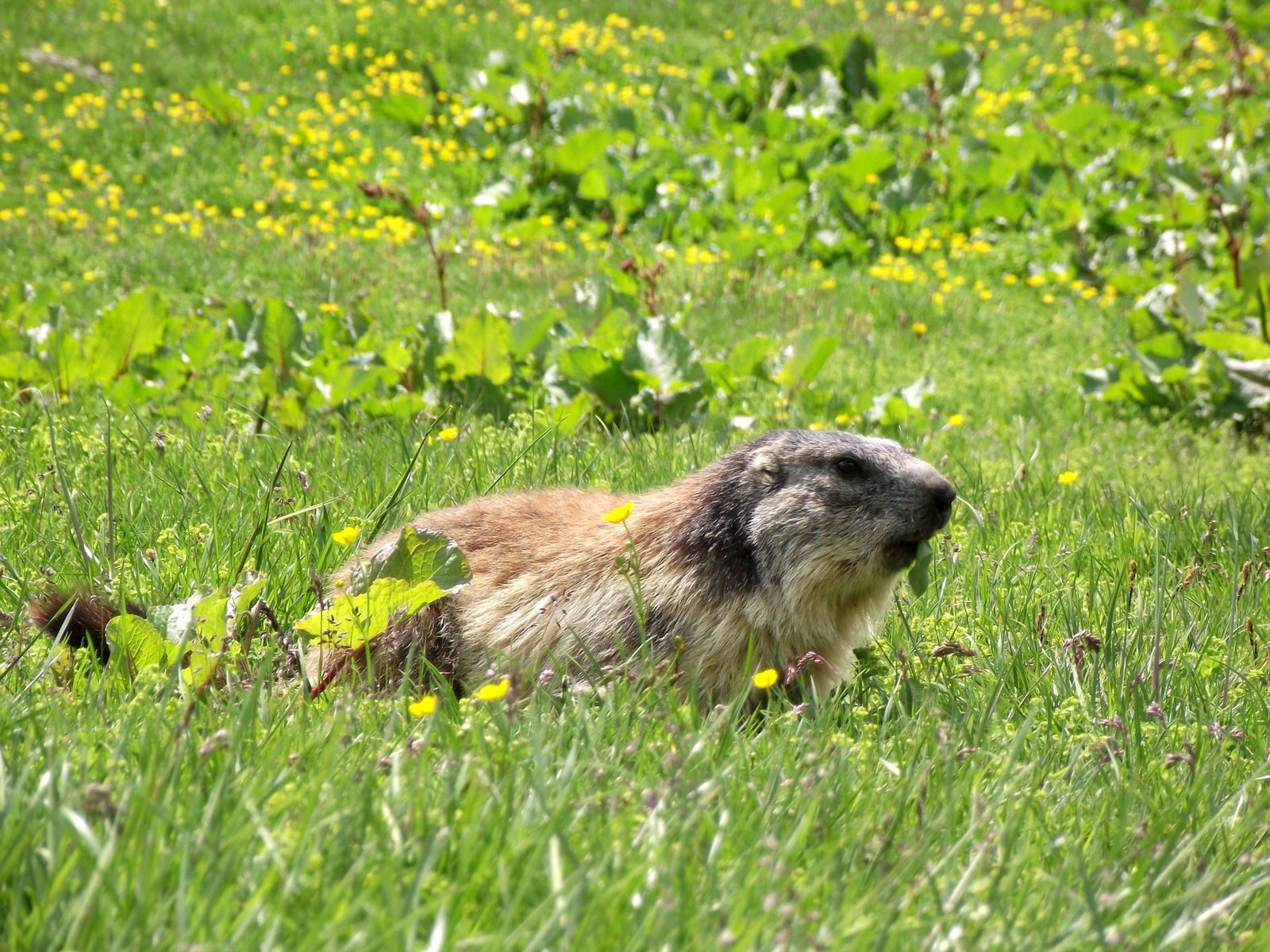 Lac de la Plagne - Le blog de Vanoise sauvage.over-blog.com