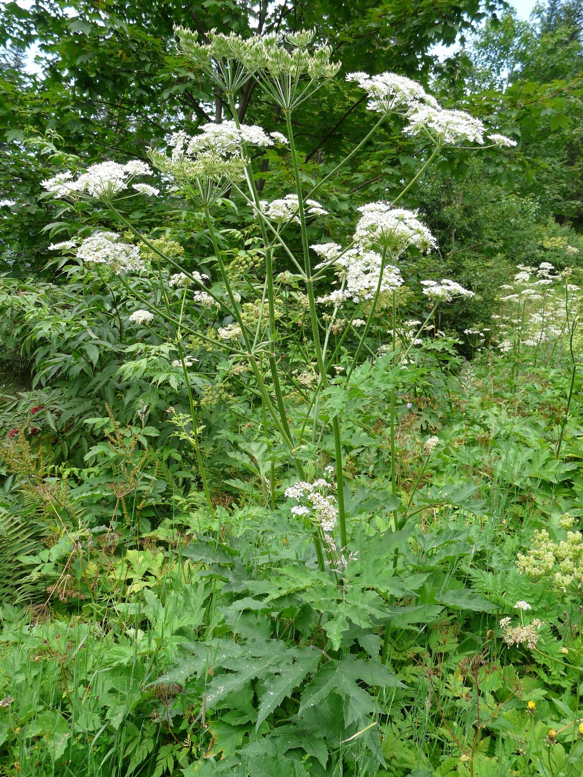 Berce du Caucase et Berce des prés - Le blog de mycobotaniqueugine