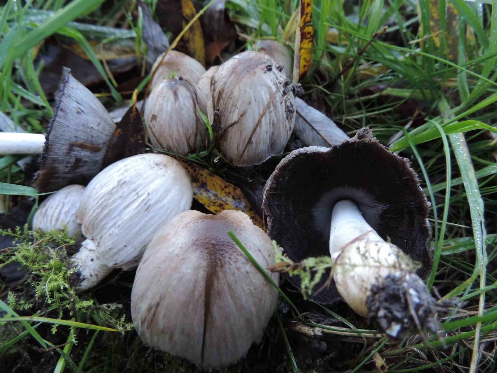 LES COPRINS - Le blog de mycobotaniqueugine