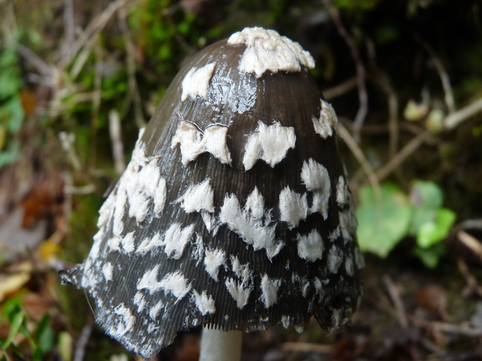 LES COPRINS - Le blog de mycobotaniqueugine