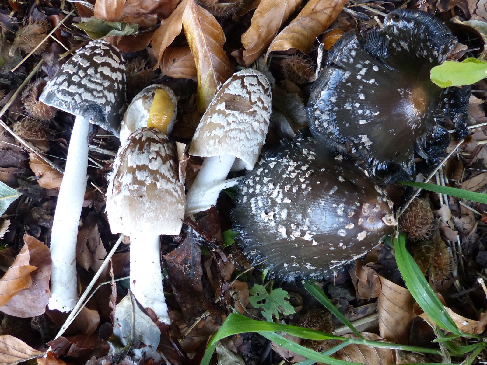 LES COPRINS - Le blog de mycobotaniqueugine