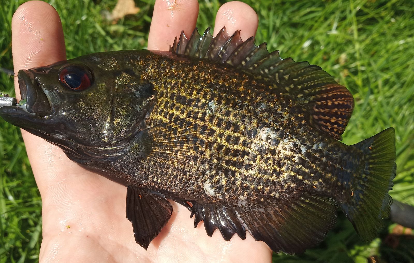 pêche du crapet de roche en France - Pêcheur du Laouzas