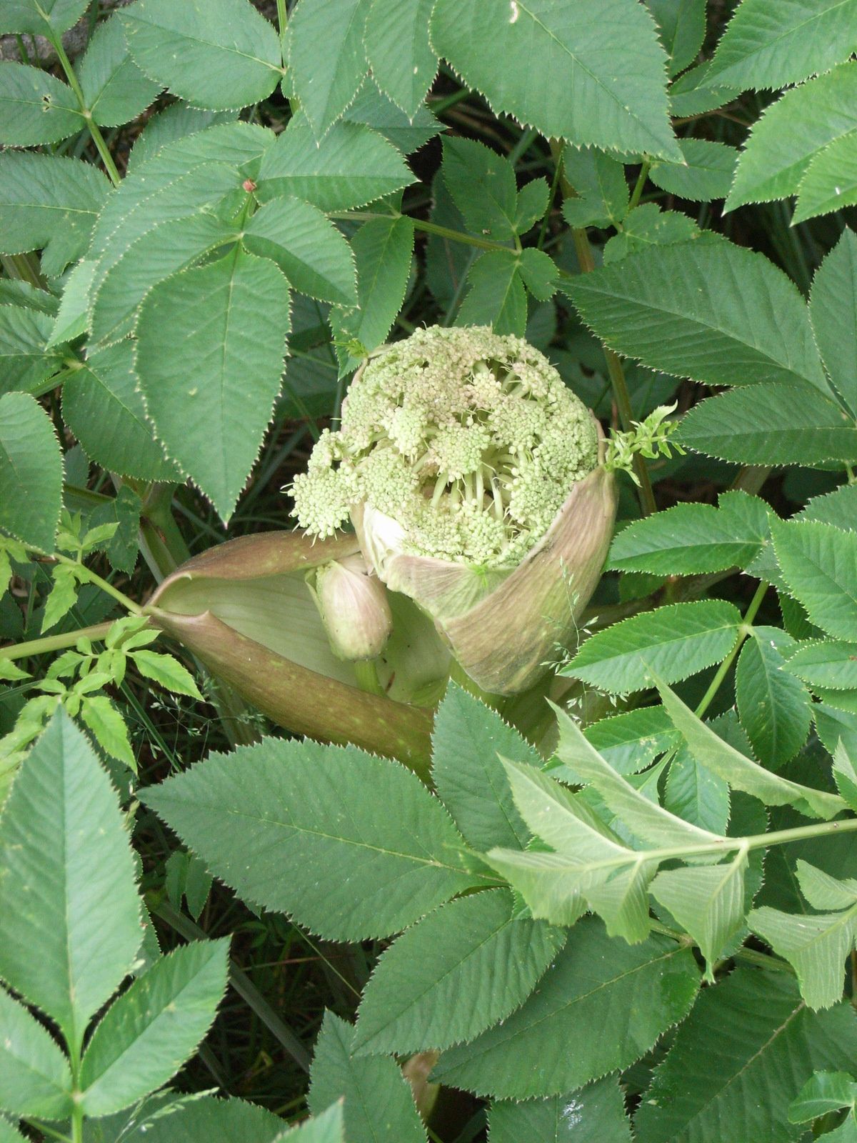 La Berce spondyle (Heracleum spondyllum) partie 1 - A la découverte des ...