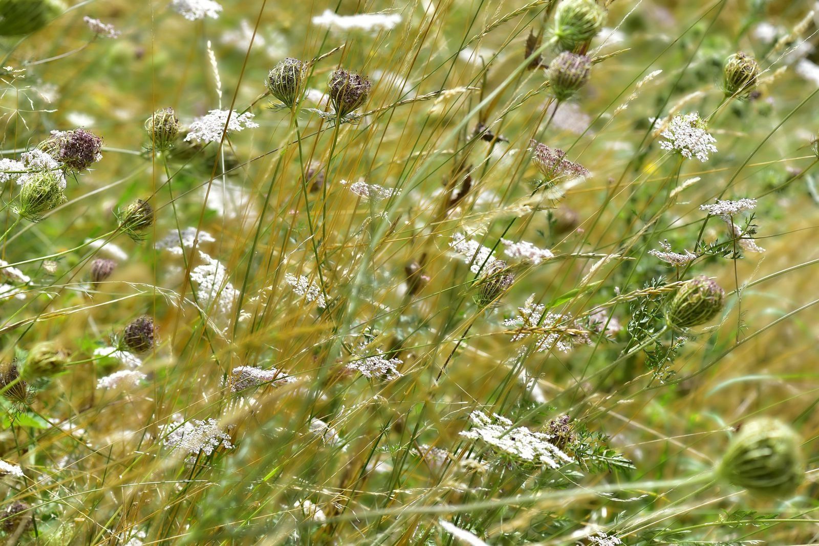 La carotte sauvage (Daucus carota) - A la découverte des plantes sauvages