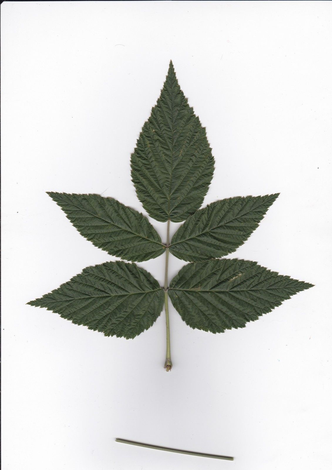 Les ronces (Rubus gr. Fructicosus, Rosacées) - A la découverte des ...