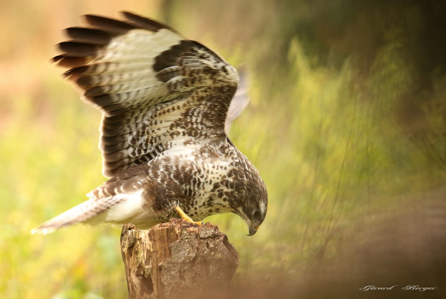 La buse variable - visions