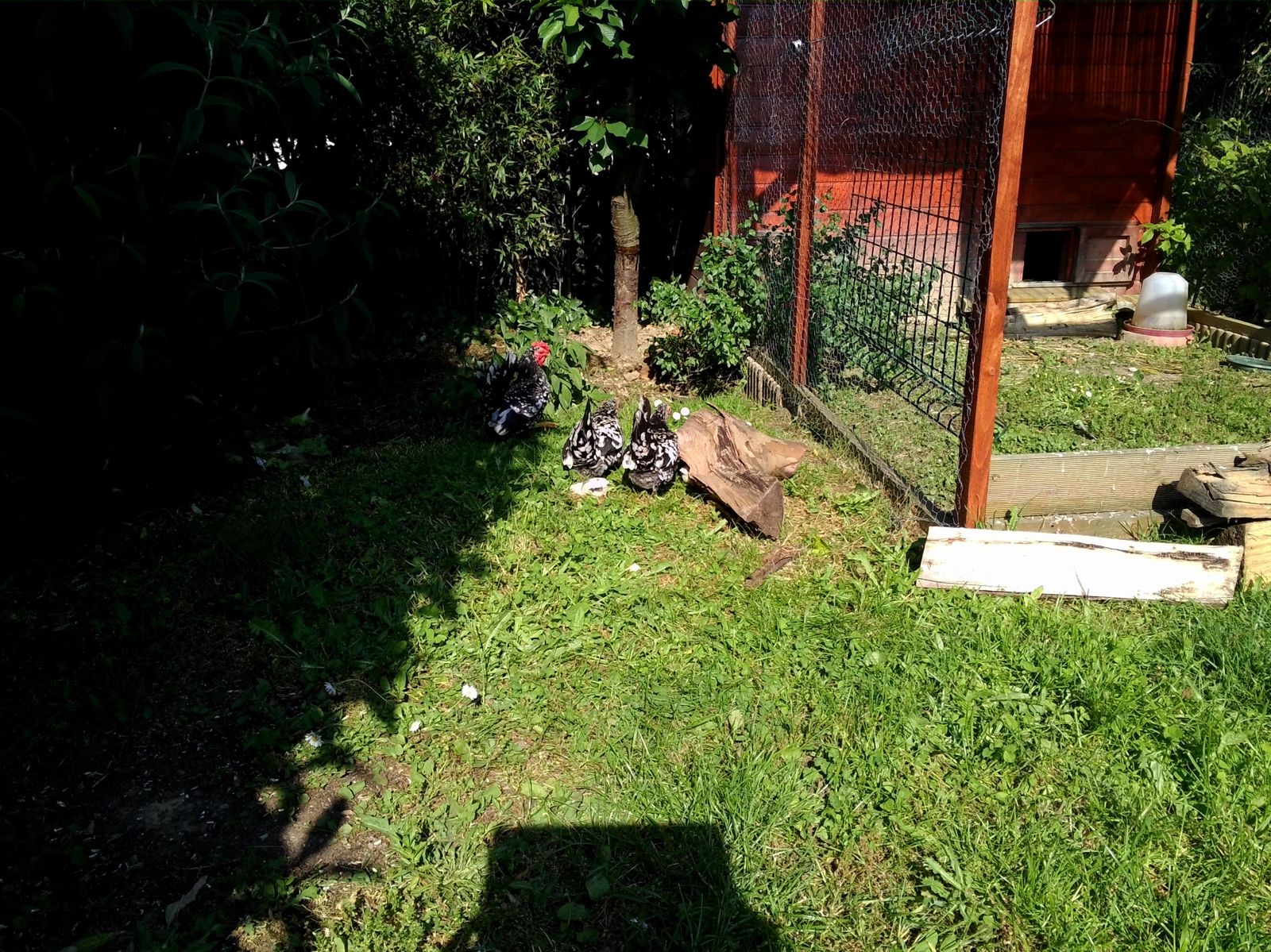 poules japonaises - laruchekenyane.over-blog.com