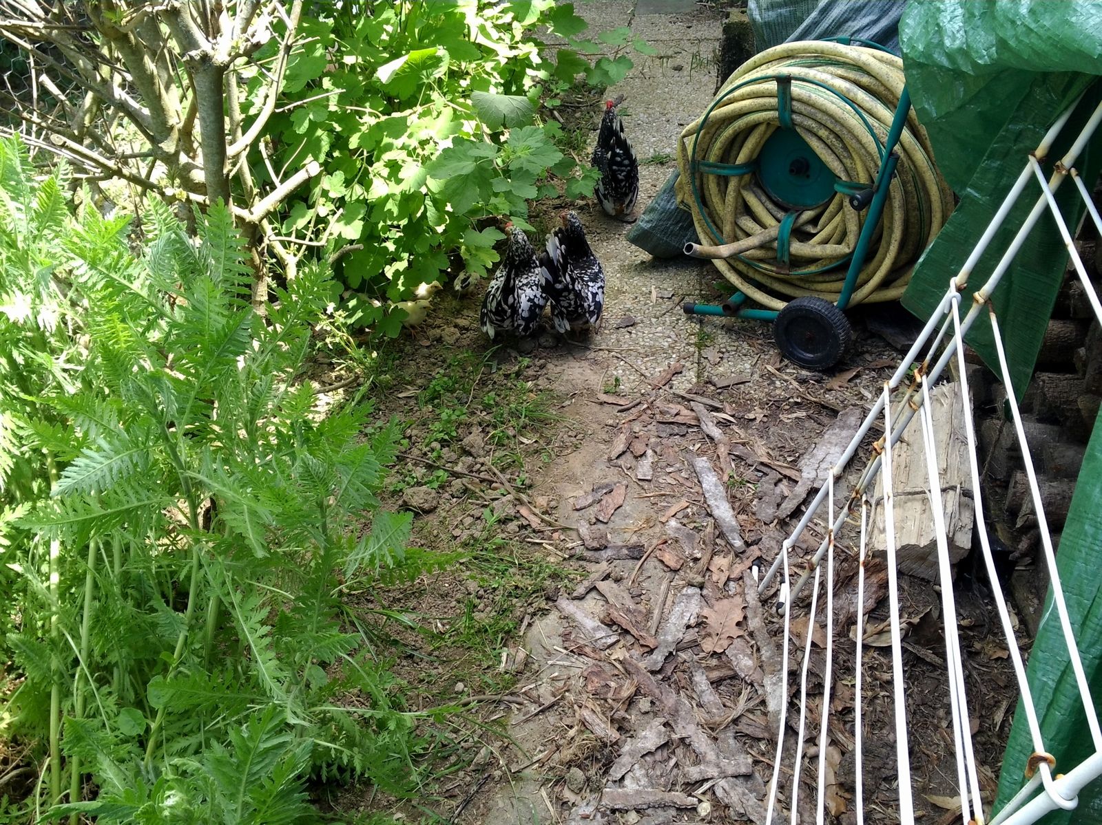 poules japonaises - laruchekenyane.over-blog.com