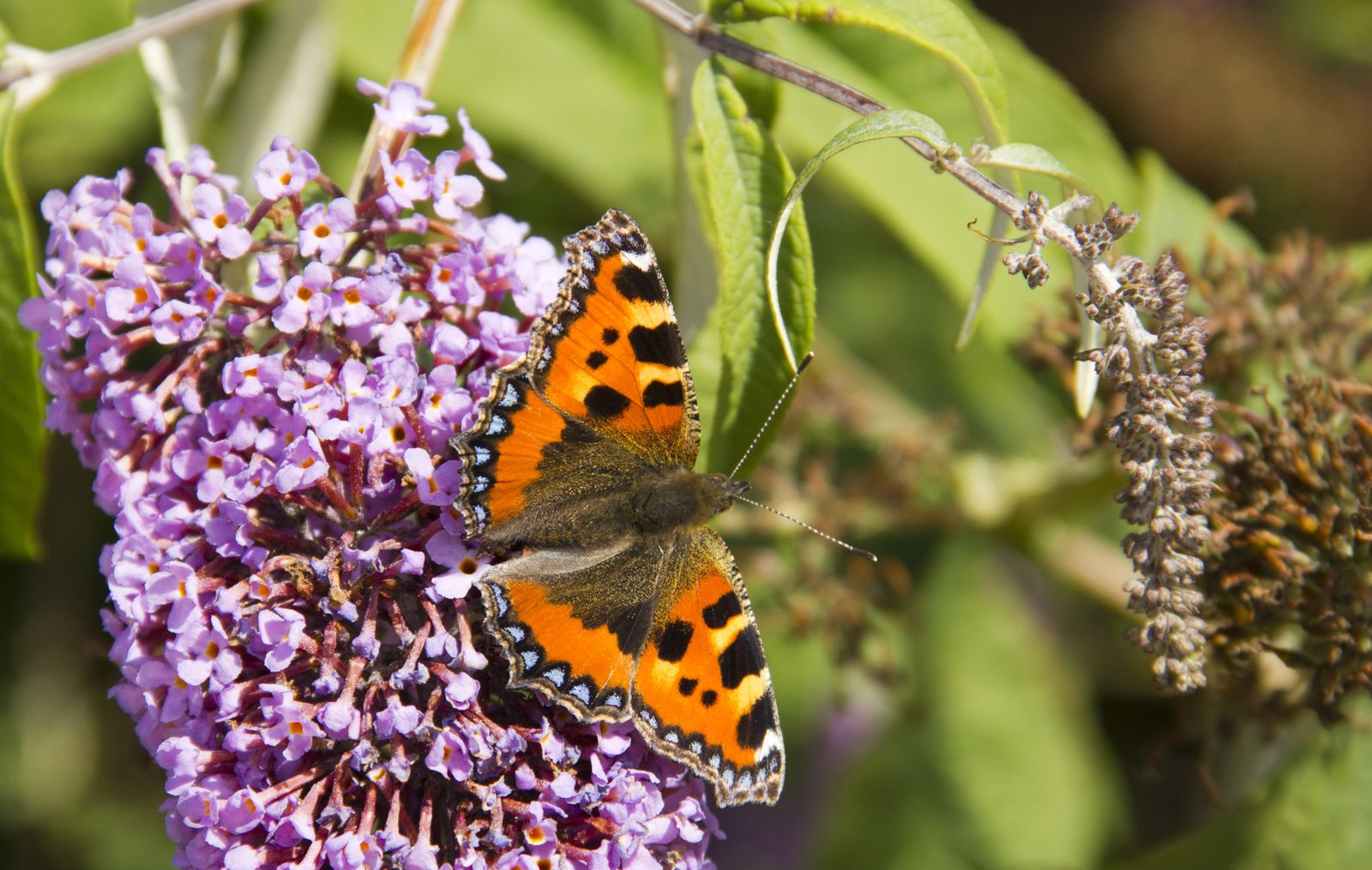 Des papillons ... - Des-pierres-et-des-papillons.over-blog.com