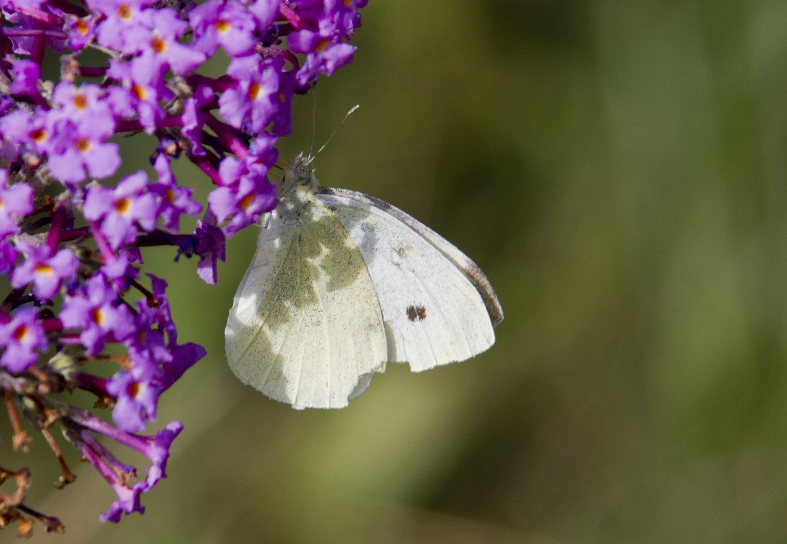 Des papillons ... - Des-pierres-et-des-papillons.over-blog.com
