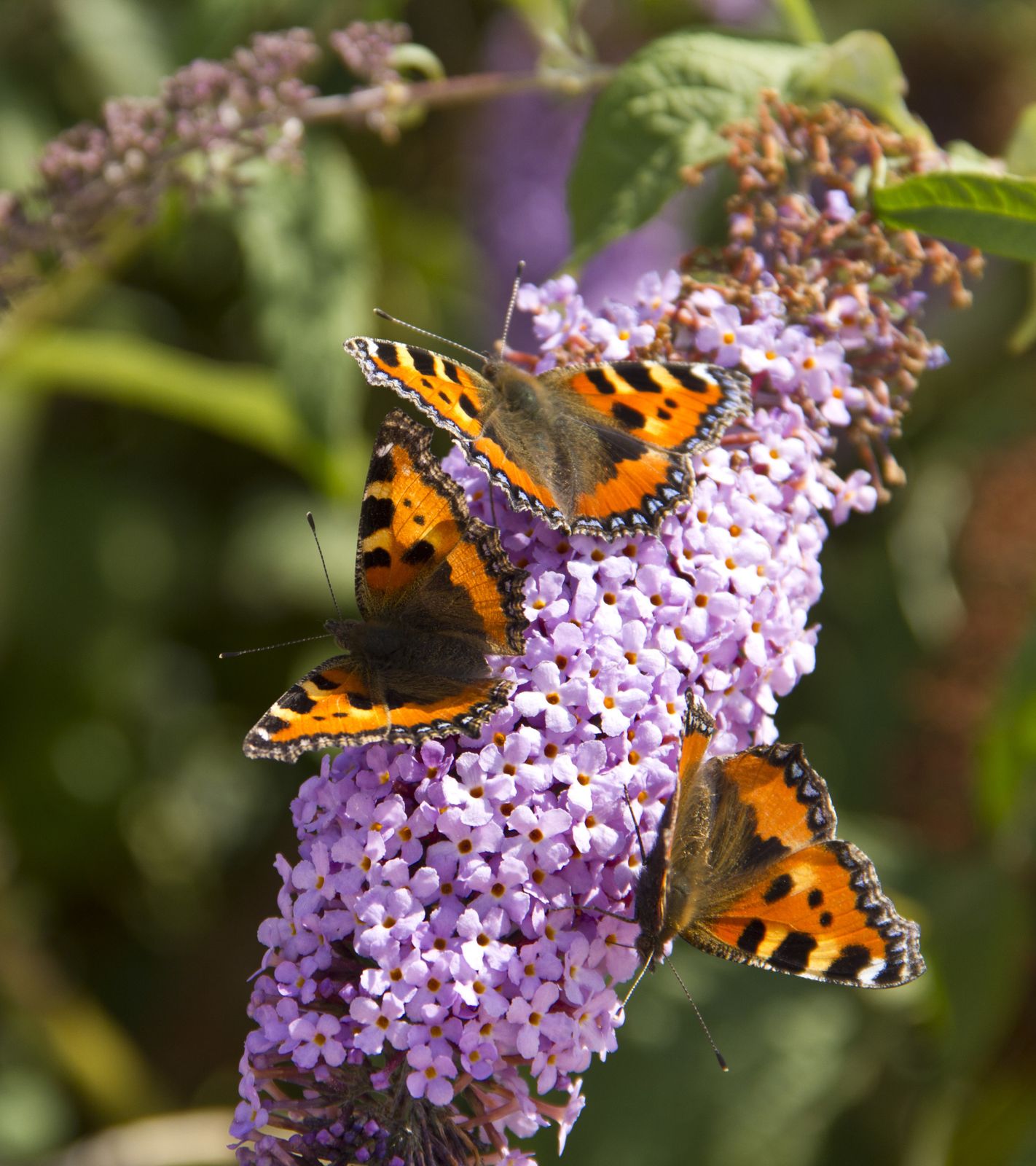 Des papillons ... - Des-pierres-et-des-papillons.over-blog.com