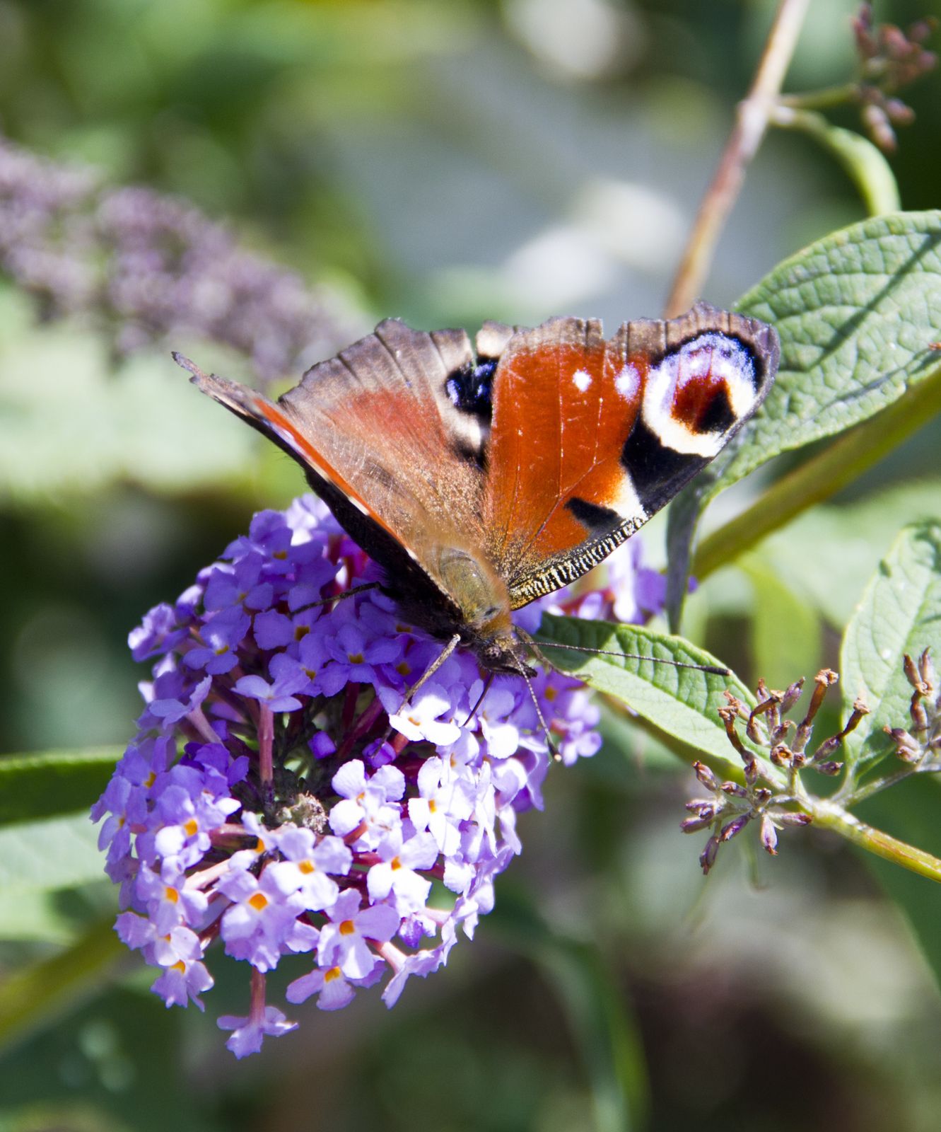 Des papillons ... - Des-pierres-et-des-papillons.over-blog.com