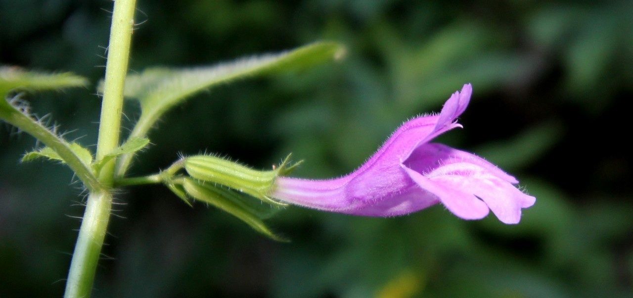 Le Calament à grandes fleurs sent bon la menthe citronnée – Calamintha ...