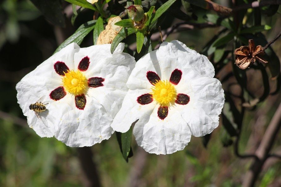 Le Ciste à gomme ou le Ciste qui "colle aux doigts" - Cistus ladanifer ...