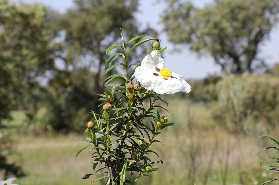 Le Ciste à gomme ou le Ciste qui "colle aux doigts" - Cistus ladanifer ...