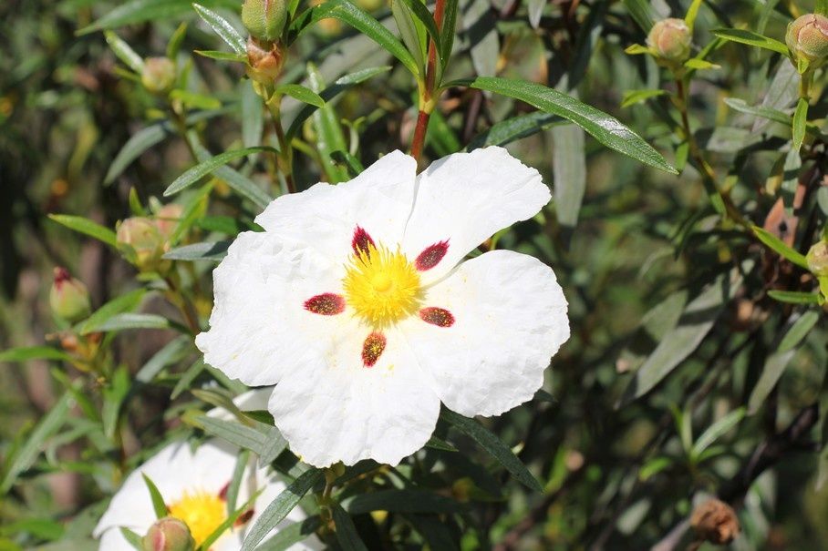 Le Ciste à gomme ou le Ciste qui "colle aux doigts" - Cistus ladanifer ...
