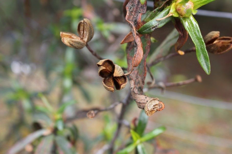 Le Ciste à gomme ou le Ciste qui "colle aux doigts" - Cistus ladanifer ...