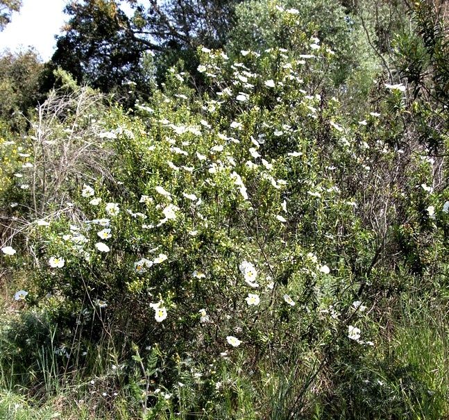 Le Ciste à gomme ou le Ciste qui "colle aux doigts" - Cistus ladanifer ...