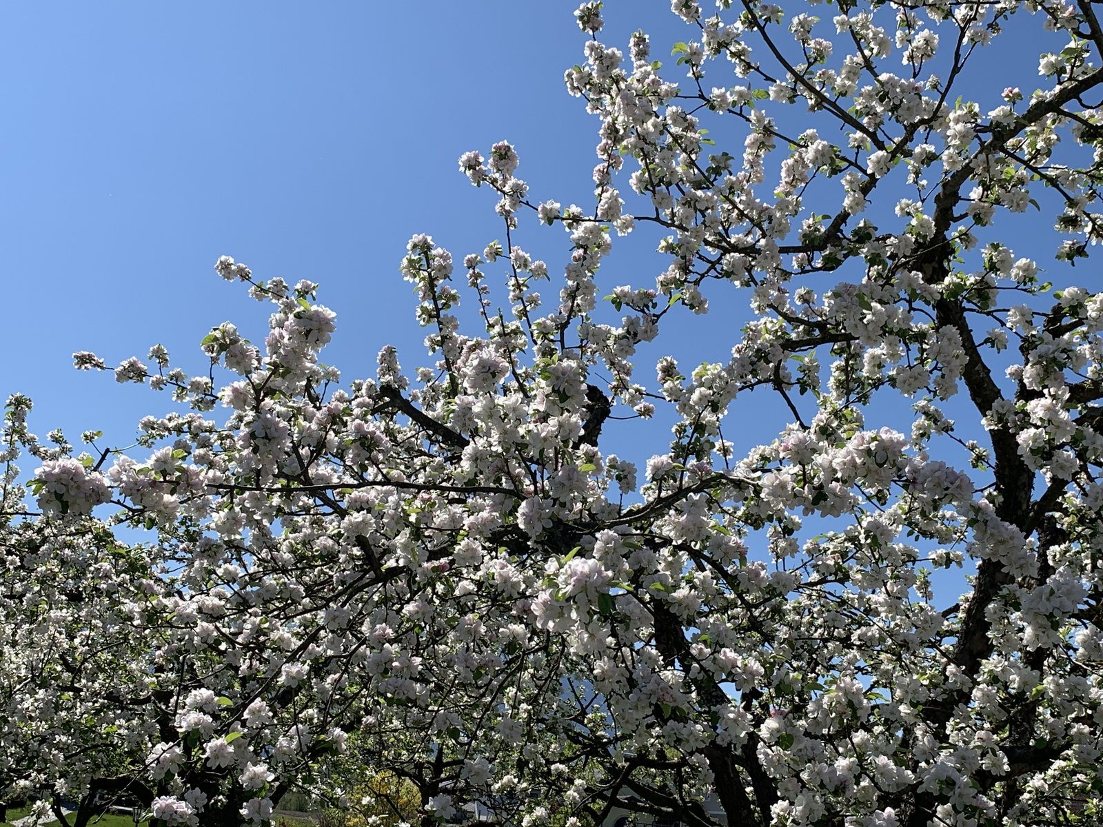 Message de la Vierge à Marija, le 25 avril 2020 - le blog qui vous ...