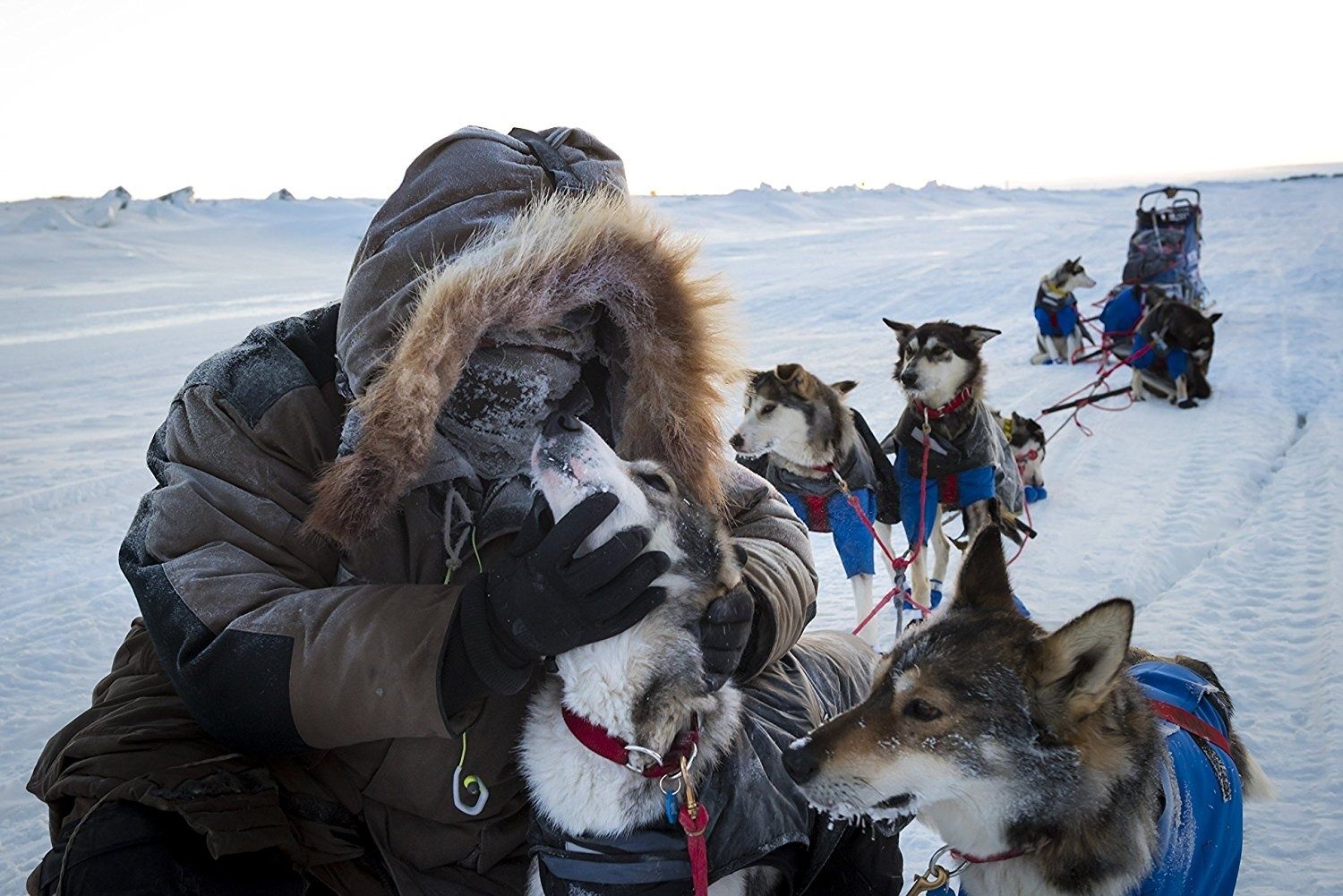 Iditarod, la dernière course de Nicolas Vanier - Glandeur Nature