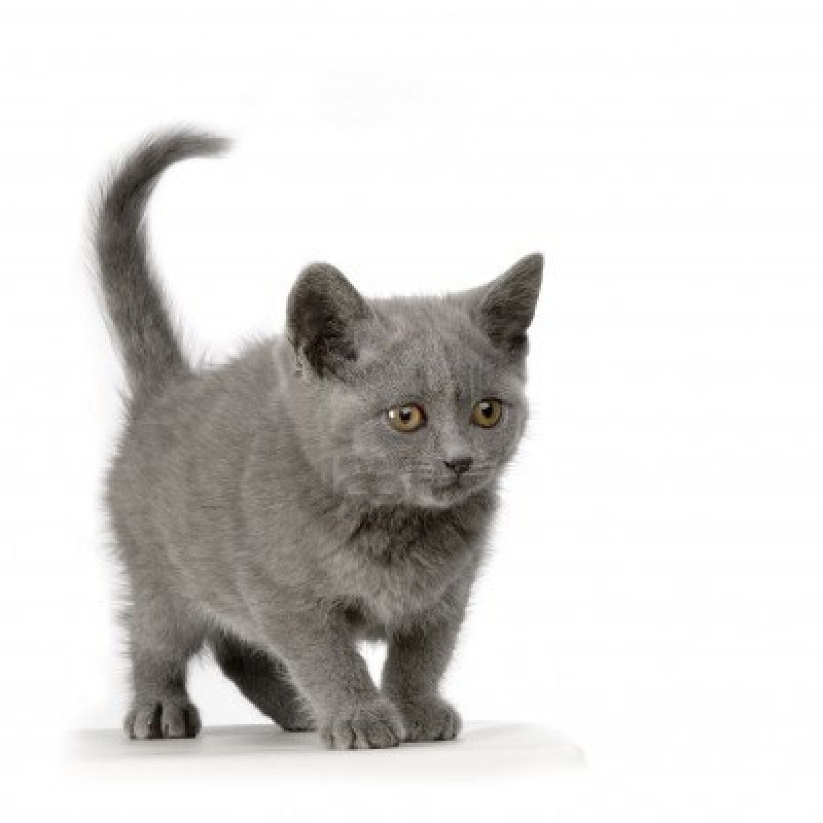 Le top 5 des races de chatons ! - animal.blog42-astuces.over-blog.com
