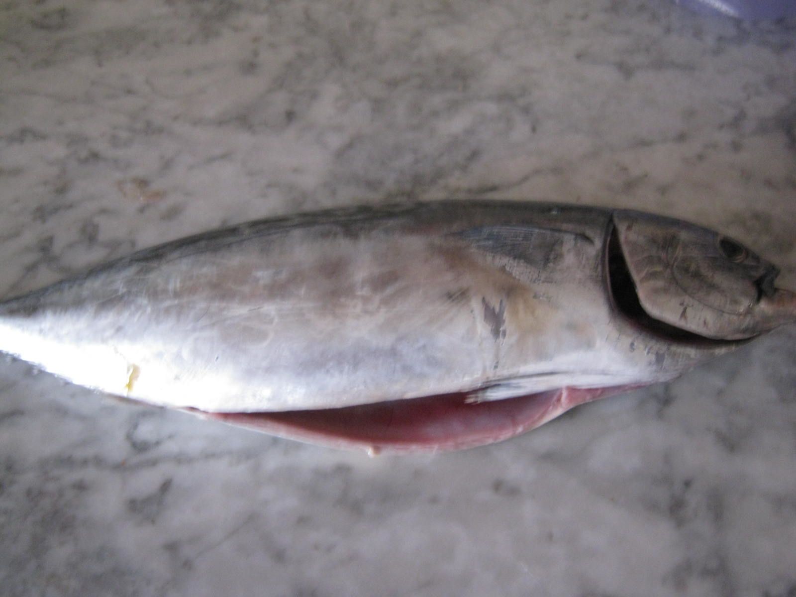 BONITE A LA SAUCE TOMATE - delicesdeprincesse.over-blog.com