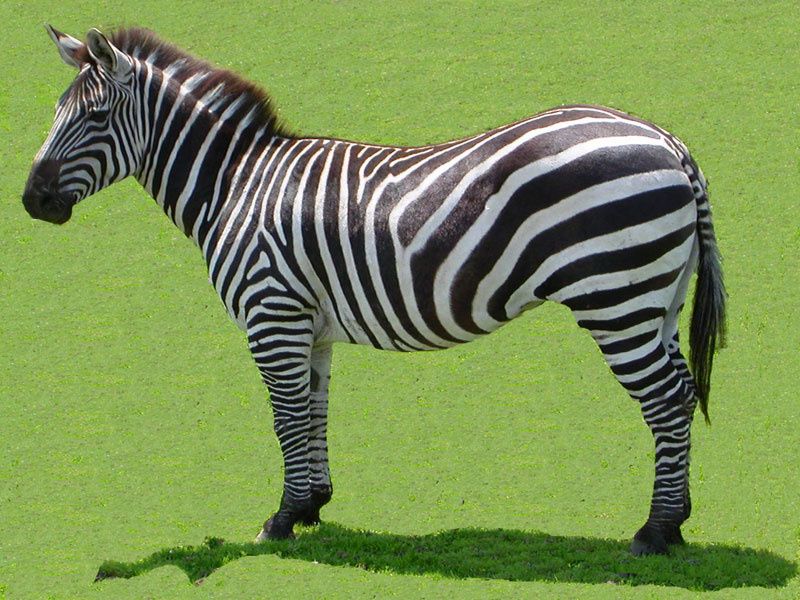 Le zèbre - Hypnozoologie Hypnozoology