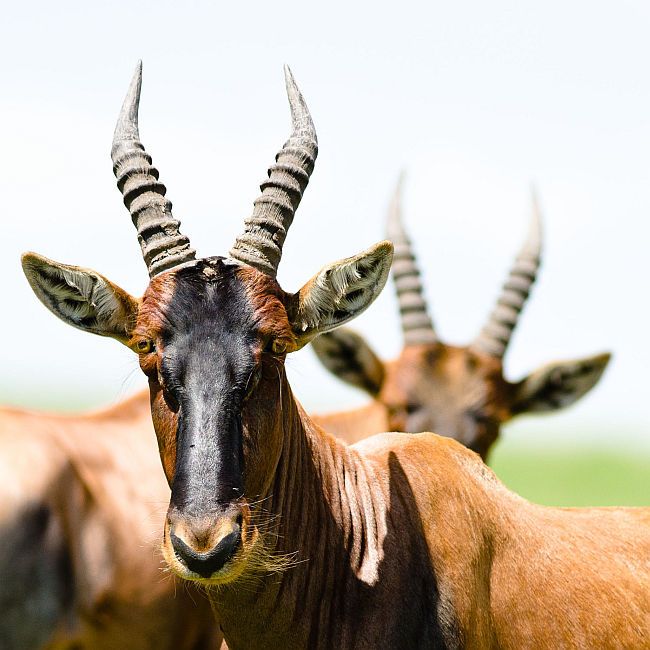Portraits animaux (1) - notes-photographiques.over-blog.com