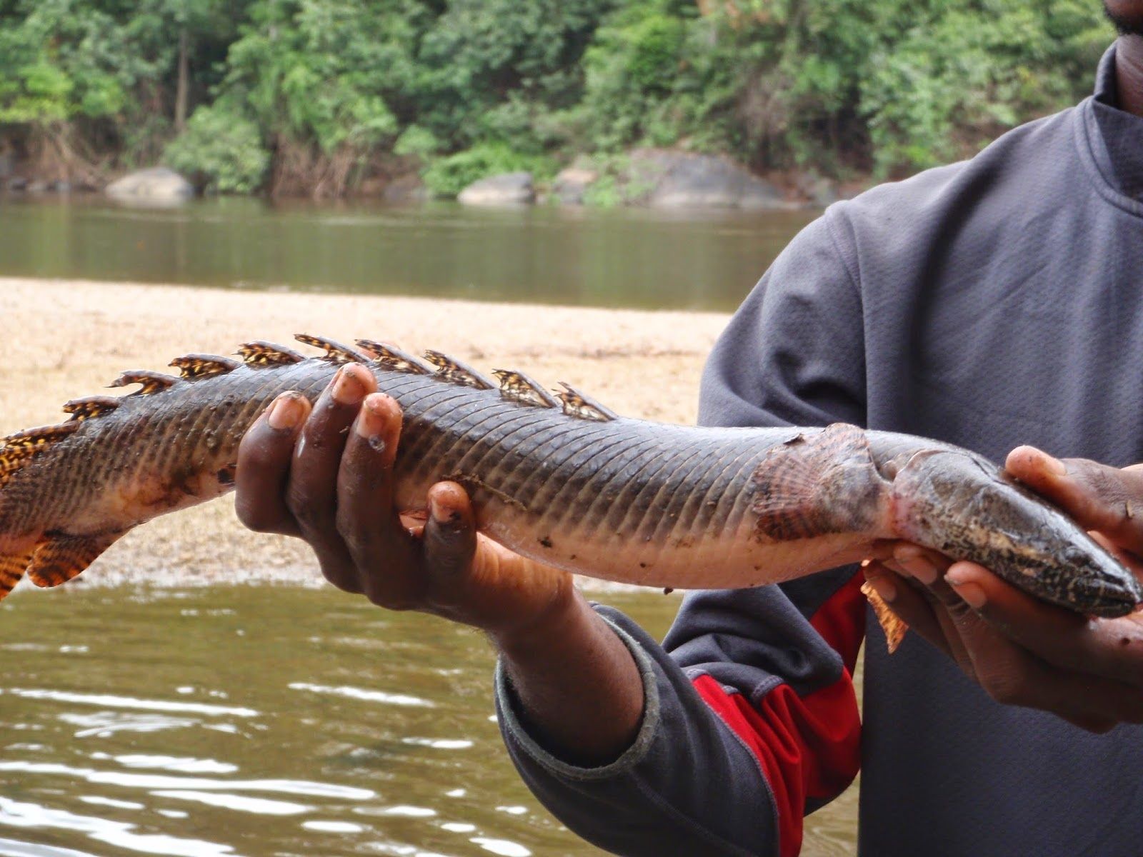 Morceau choisi de la nature à Makoua en République du Congo ! - congo ...