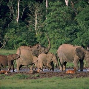 Morceau choisi de la nature à Makoua en République du Congo ! - congo ...