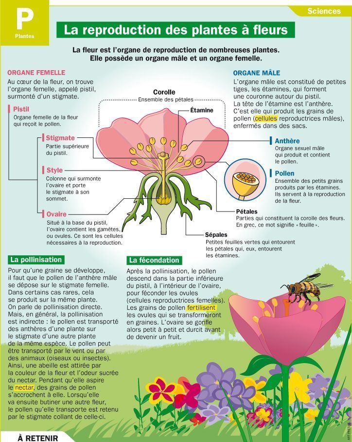 COMMENT OBSERVER LES PLANTES : DÉCRYPTAGE D’UN VOCABULAIRE COMMUN AUX ...