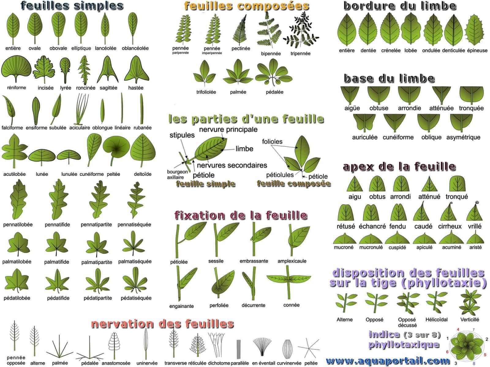 COMMENT OBSERVER LES PLANTES : DÉCRYPTAGE D’UN VOCABULAIRE COMMUN AUX ...