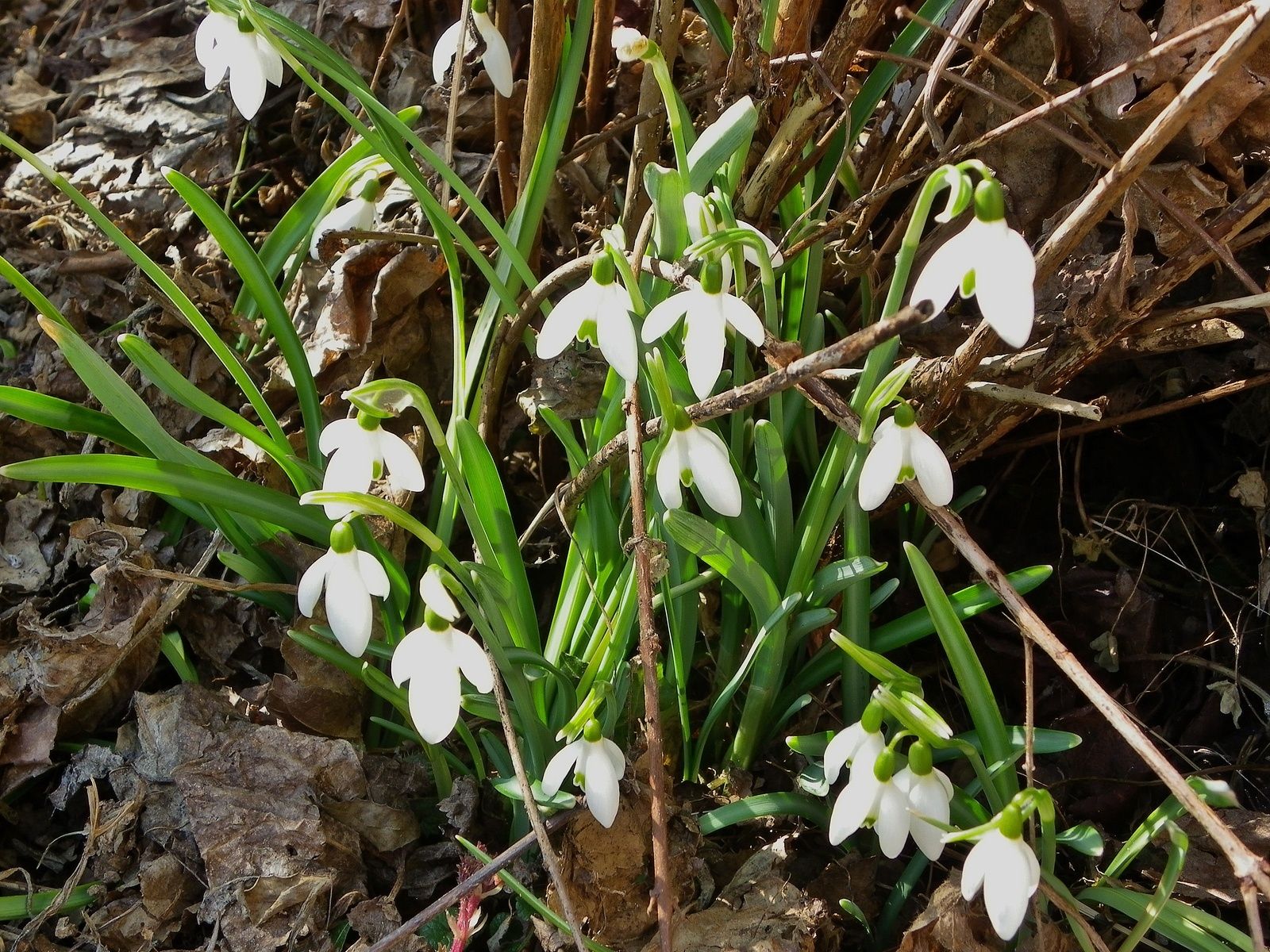 Le Perce-neige - Naturalistes du Bugey