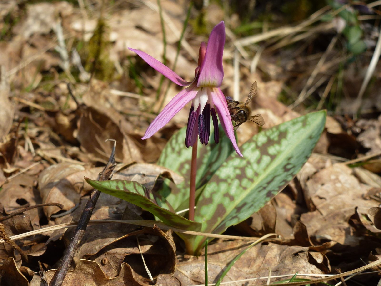 Erythronium dens-canis, "Dent de chien" - Naturalistes du Bugey