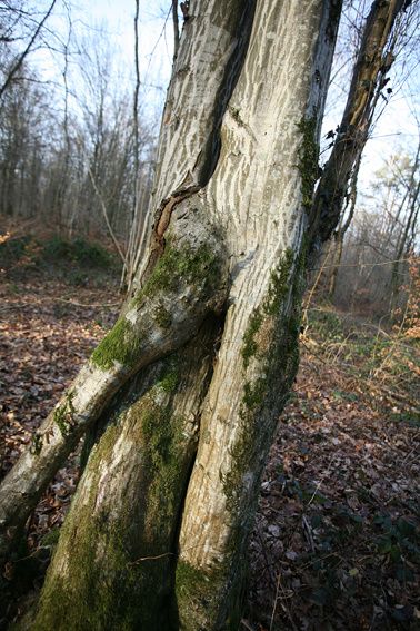 murmuredesbois.over-blog.com - Photos de l'âme des bois, des esprits ...