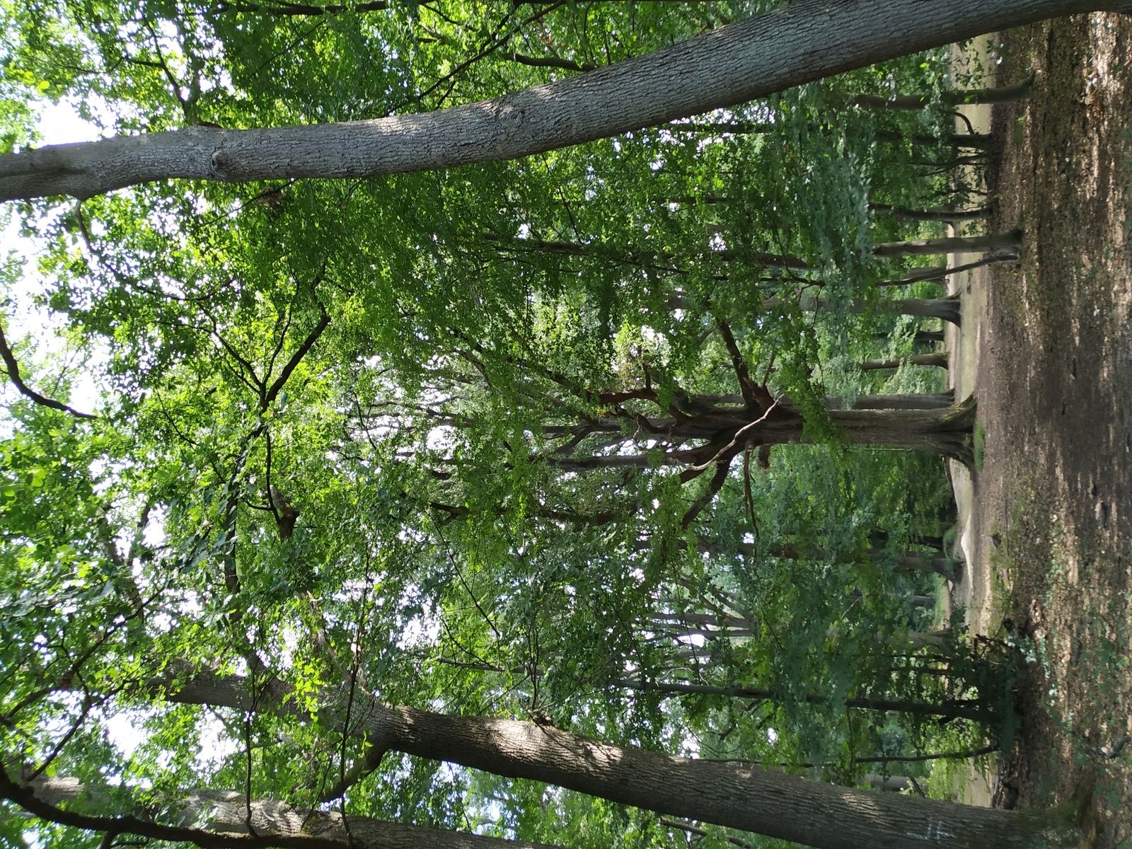 murmuredesbois.over-blog.com - Photos de l'âme des bois, des esprits ...