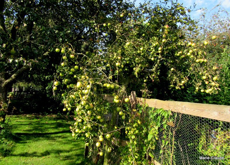 Un verger naturel, - Un P'tit Coin de Nature