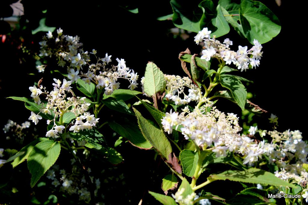 Majestueux Hydrangea involucrata 'Hanabi Tama' - Un P'tit Coin de Nature