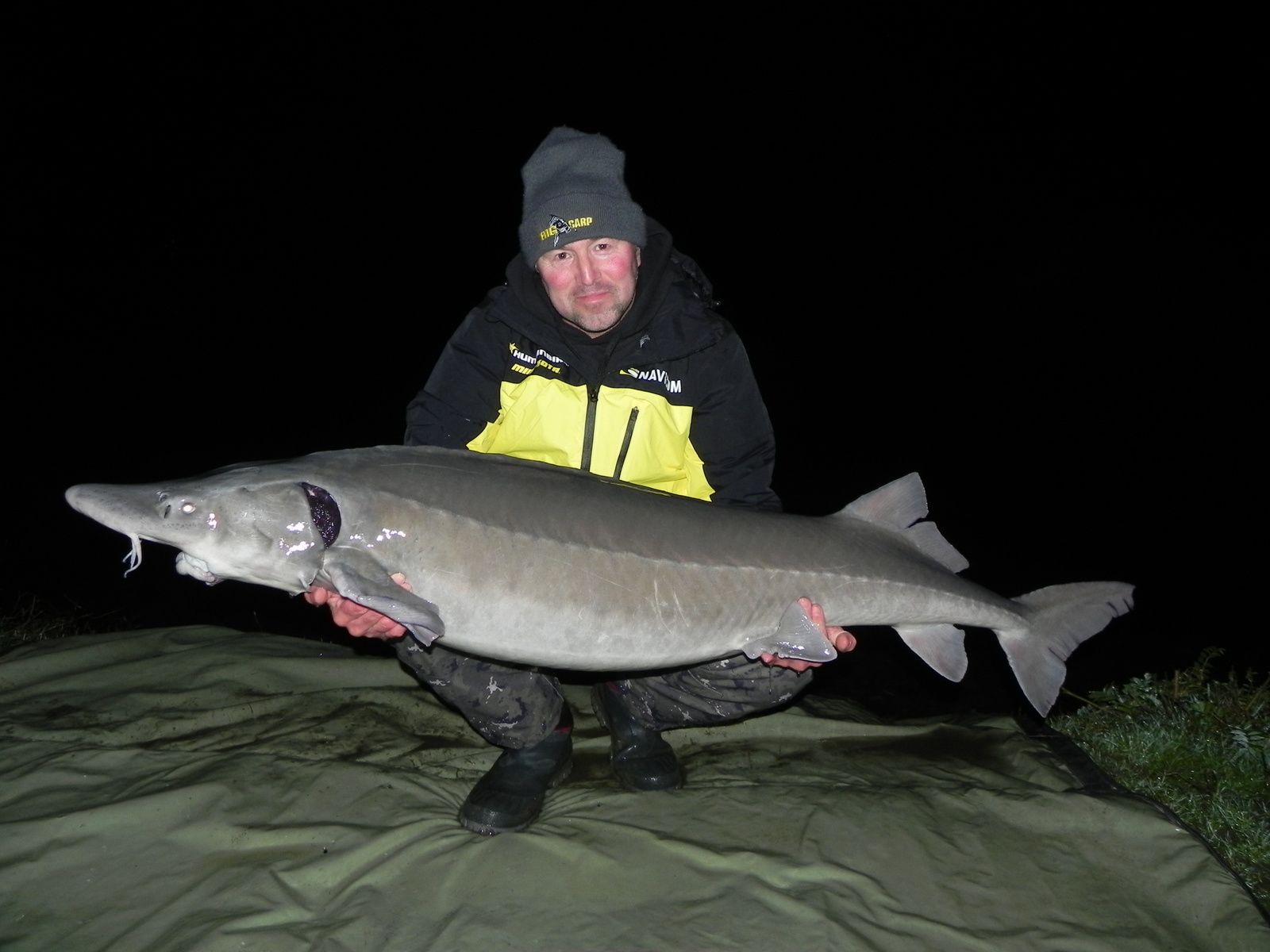 L'ESTURGEON, poisson de sport... - Le blog de carpaventure11.over-blog.com