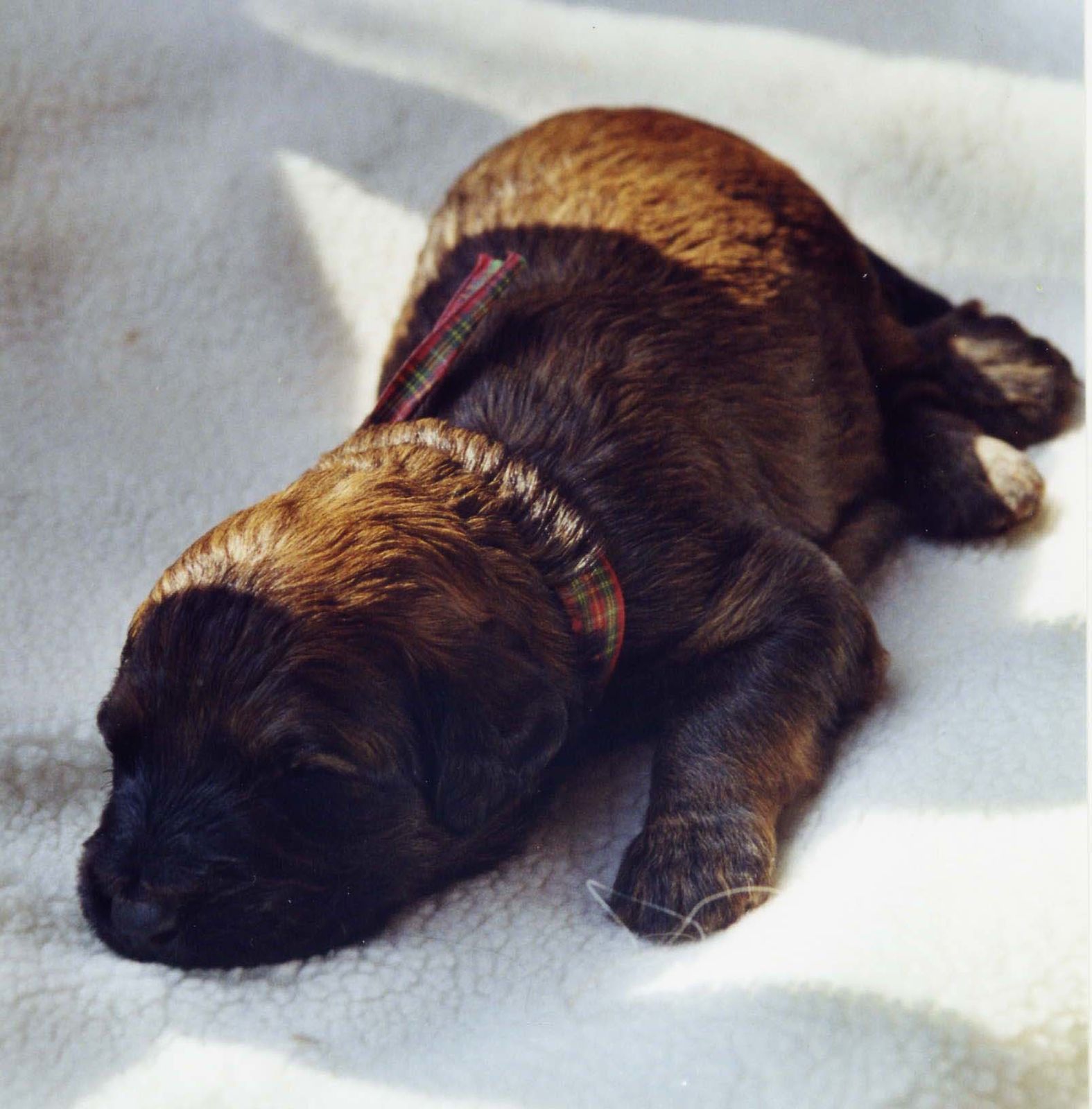 Adret Blonde de la Tour Saint Genin - adretcathy.over-blog.com