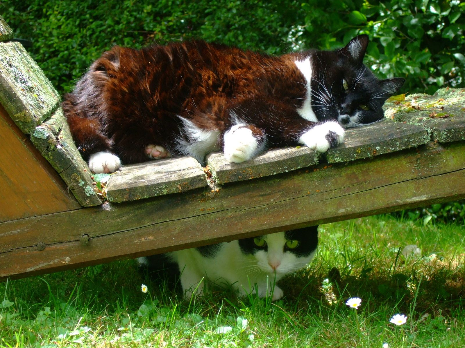 MES CHATS. - Passionnement-votre57.over-blog.com