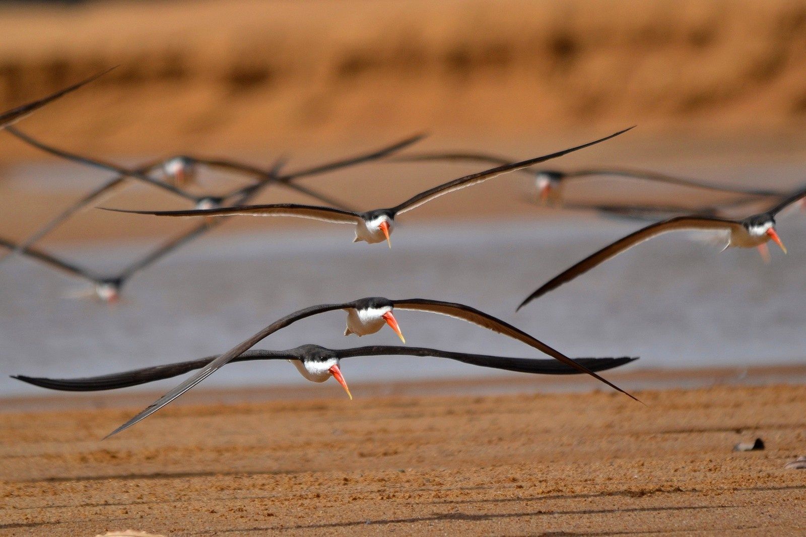 Le Pays Manding des Oiseaux, Mali (à suivre) - Petites Histoires d ...