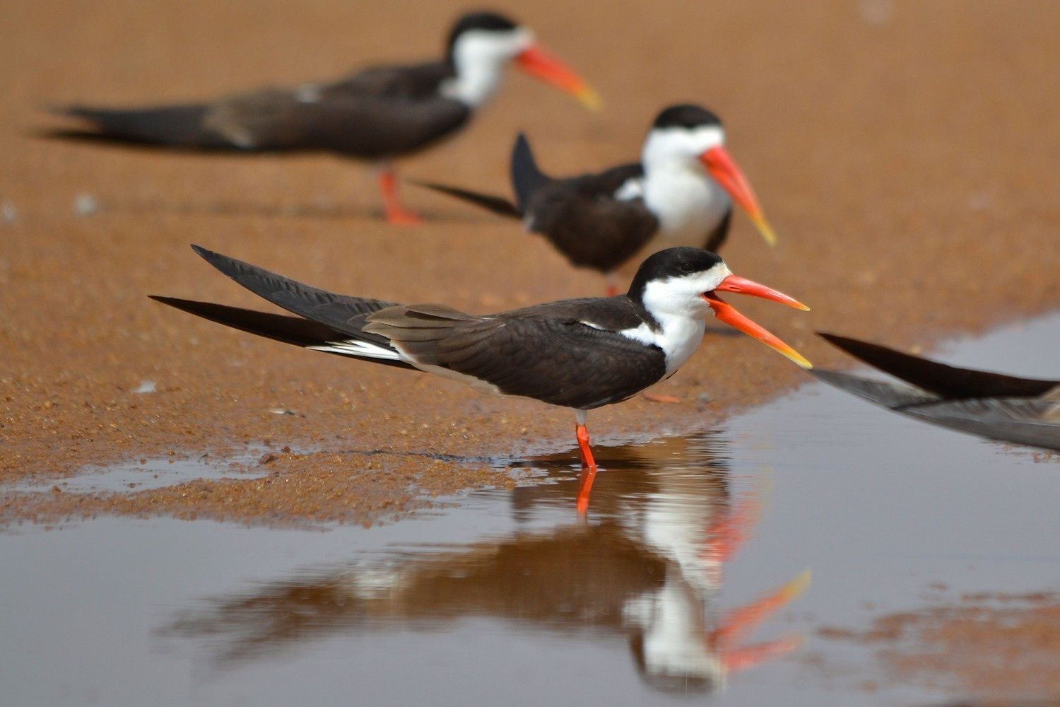 Le Pays Manding des Oiseaux, Mali (à suivre) - Petites Histoires d ...