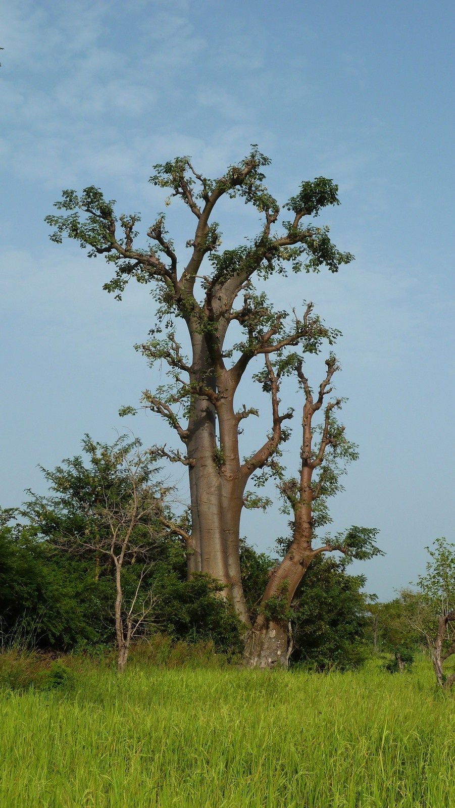 Le Pays Manding des Oiseaux, Mali (à suivre) - Petites Histoires d ...